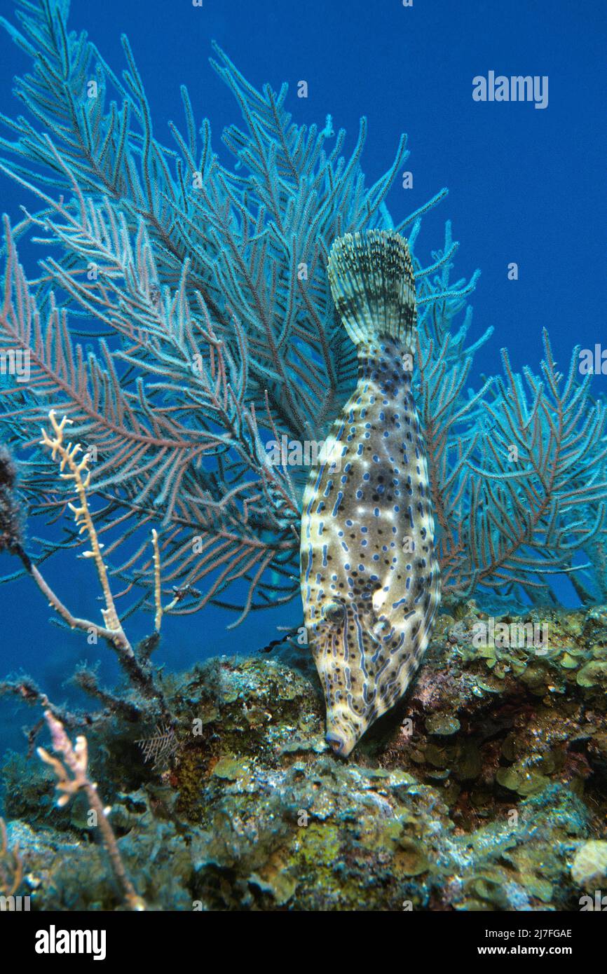 Leatherjacket filefish hi-res stock photography and images - Alamy