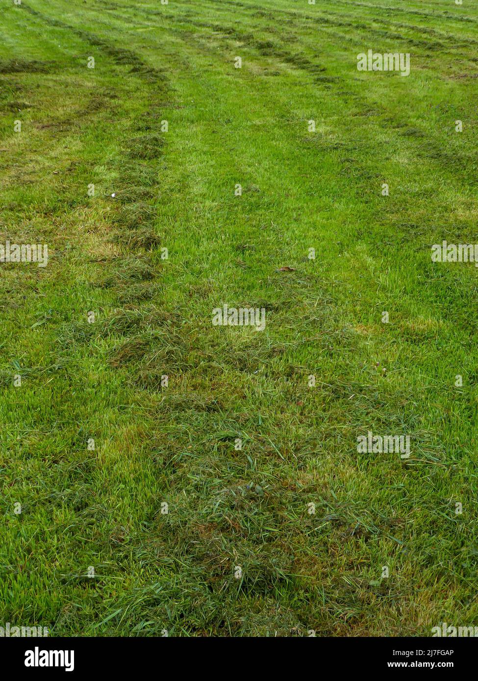 Freshly mowed meadow area with traces of the mowing process and remains ...
