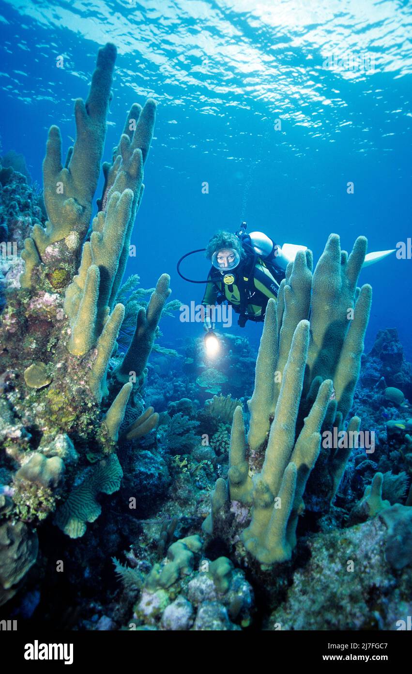 Caribbean underwater scenery, scuba diver in a caribbean coral reef ...