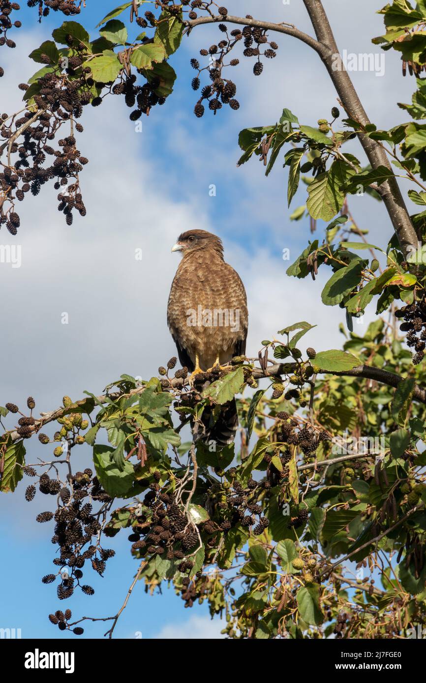 Chimango bird of prey sitting on a branch Stock Photo - Alamy