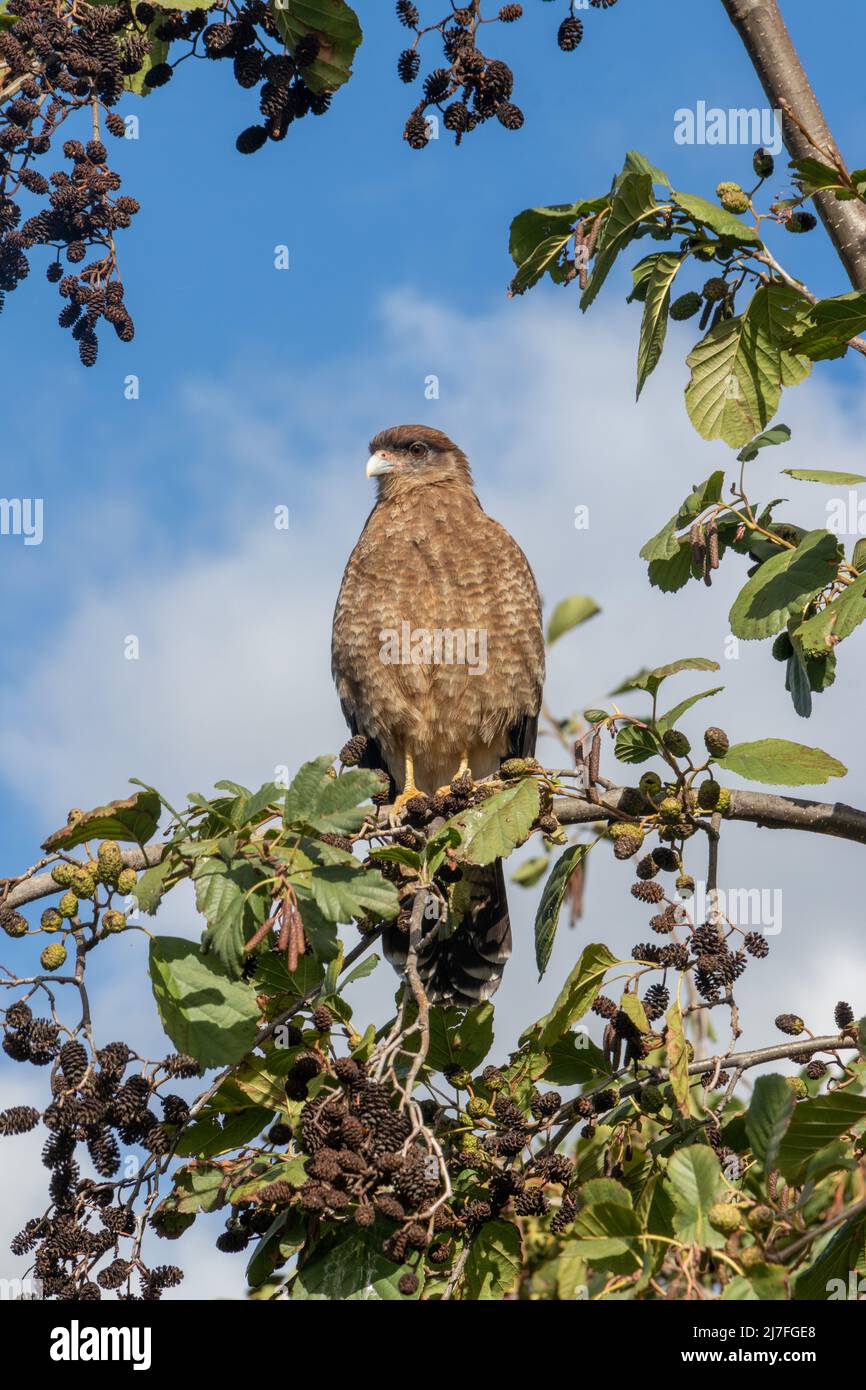 Chimango bird of prey sitting on a branch Stock Photo - Alamy