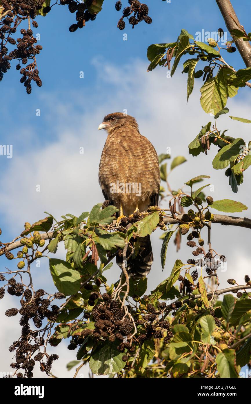 Chimango bird of prey sitting on a branch Stock Photo - Alamy