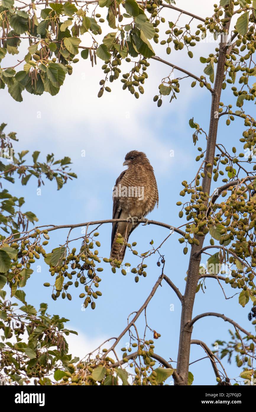 Chimango bird of prey sitting on a branch Stock Photo - Alamy
