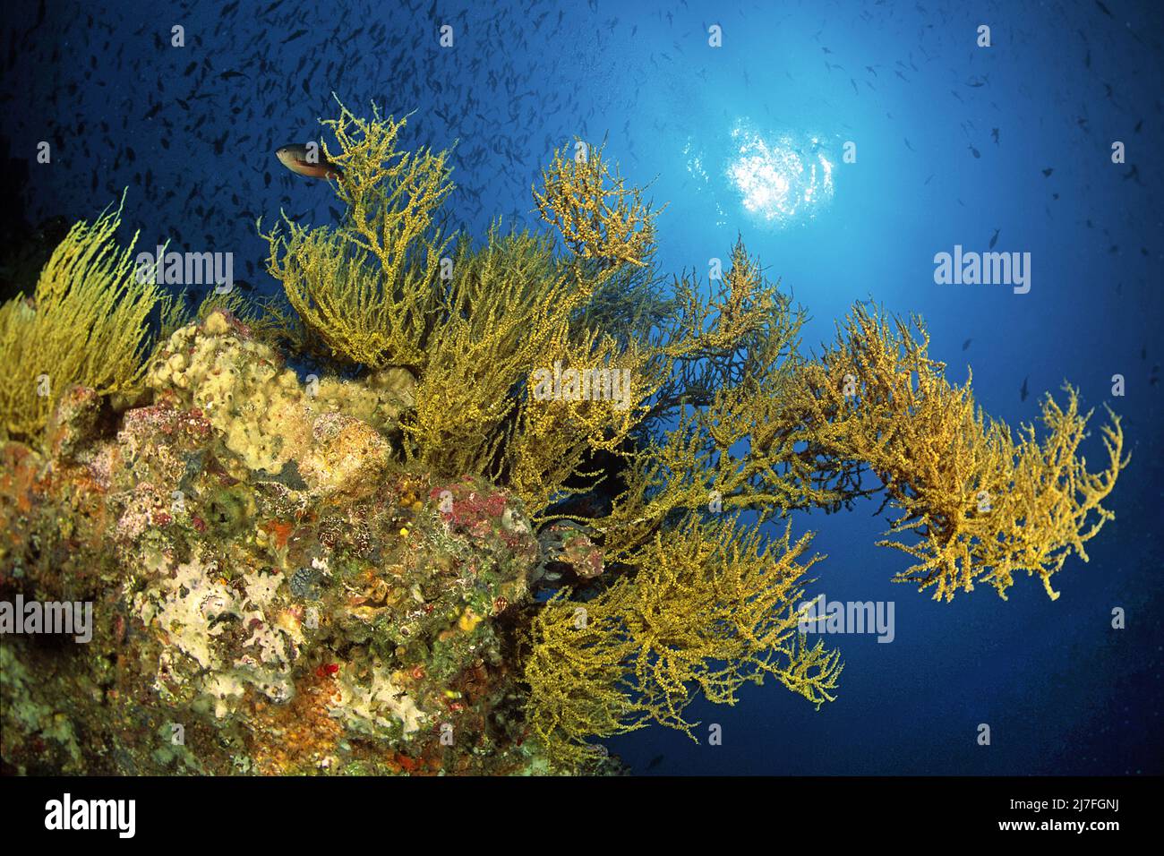 Yellow Polyp Black Coral (Antipathes galapagensis), Galapagos Archipel ...