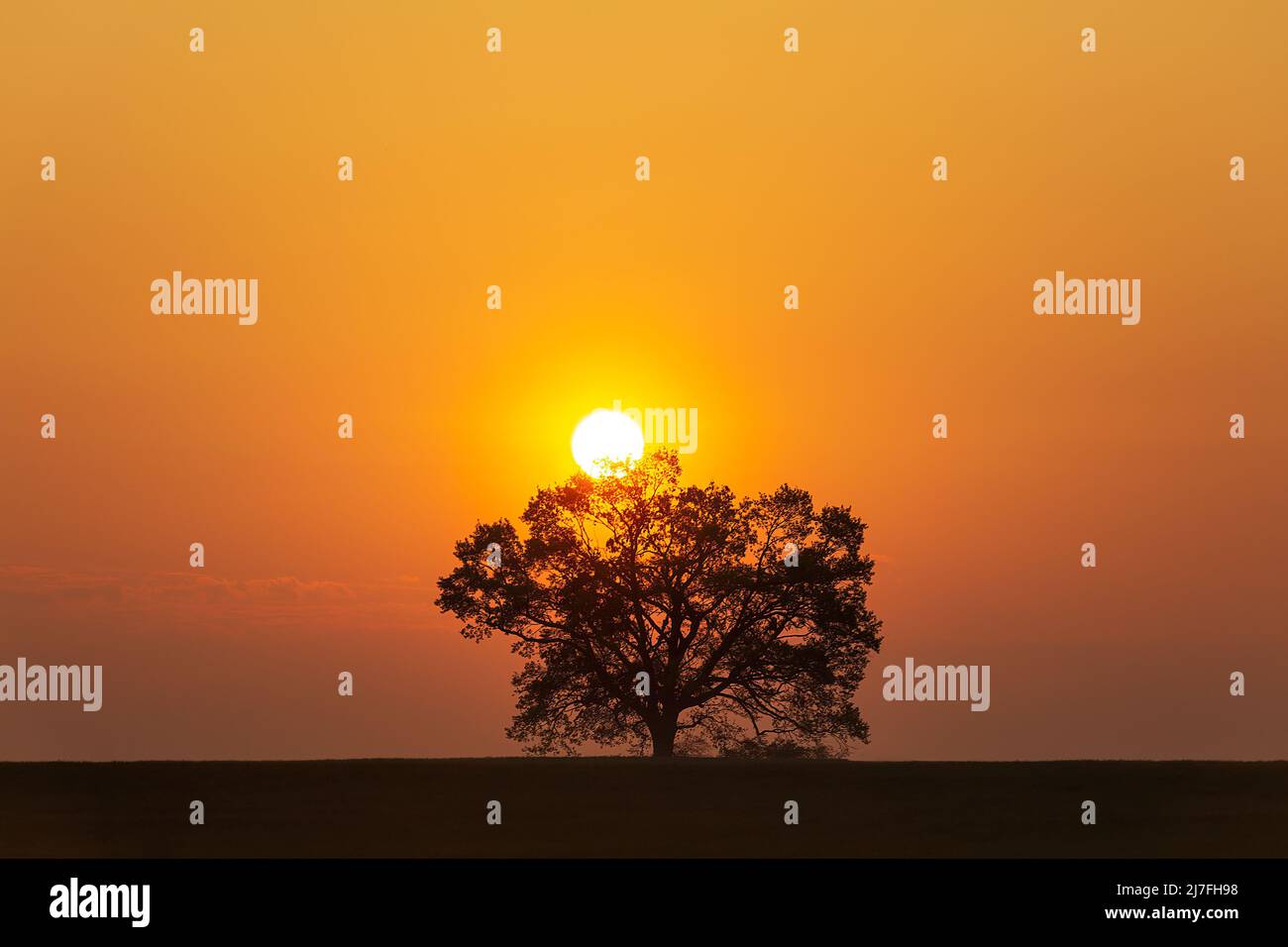 Sun rising behind large tree silhouette standing on agriculture field ...