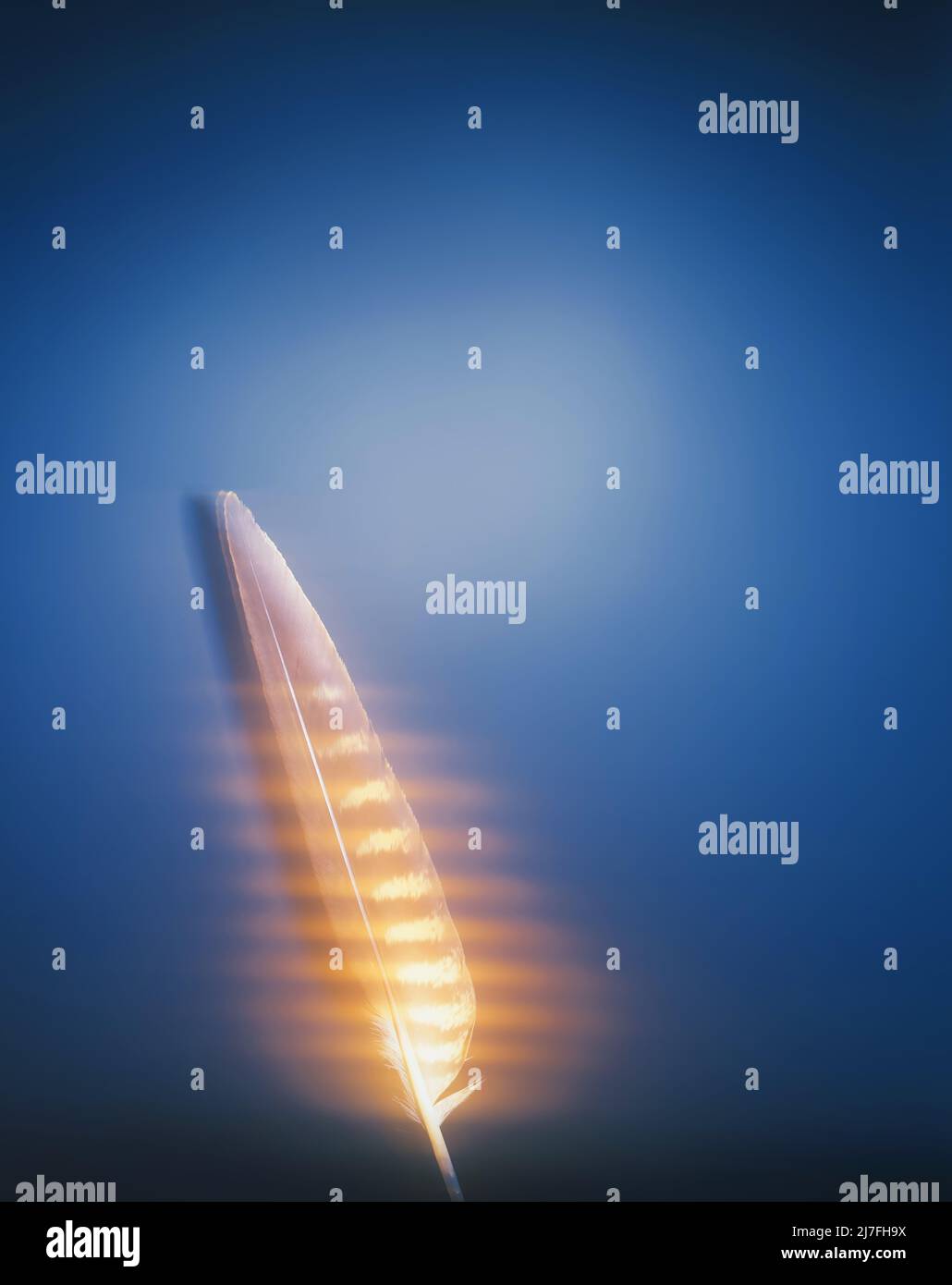 Still life of feather with light streaks against a blue background ...