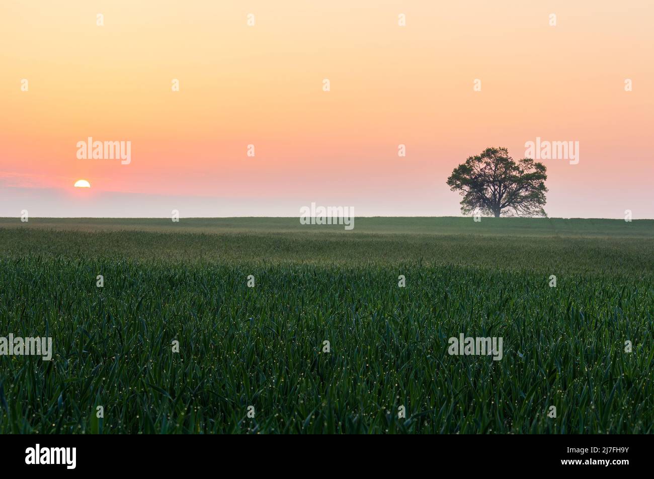 Large tree standing on agriculture field horizon with sun rising, fog ...