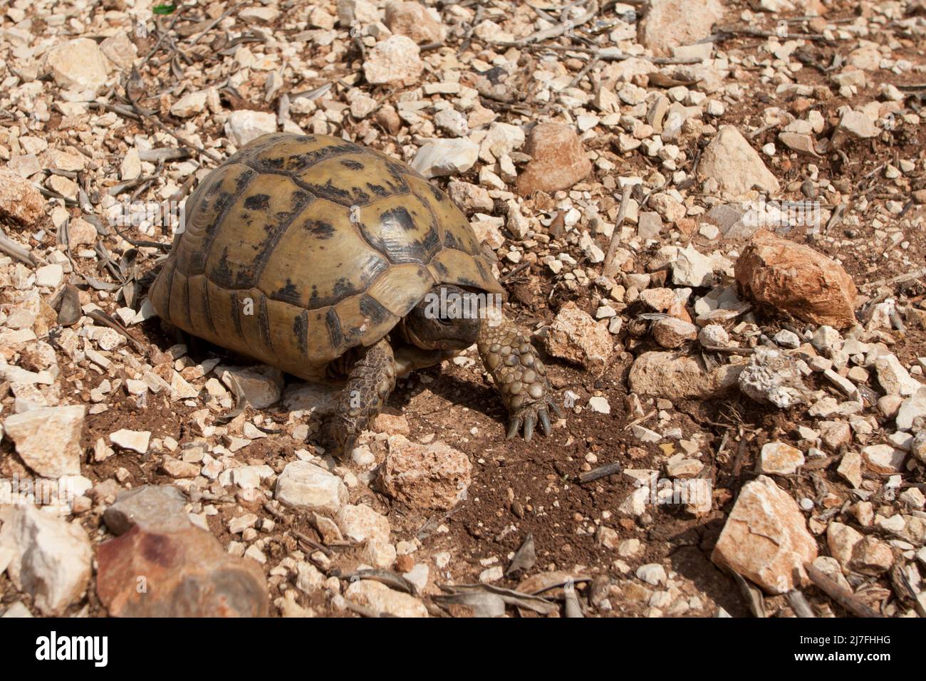 Tortoises in nature hi-res stock photography and images - Alamy
