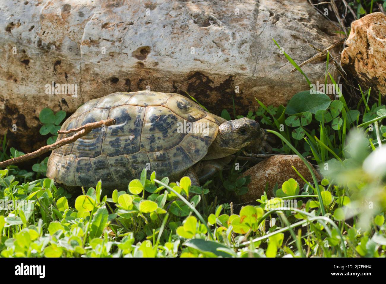 Close up of a Spur-thighed Tortoise or Greek Tortoise (Testudo graeca ...