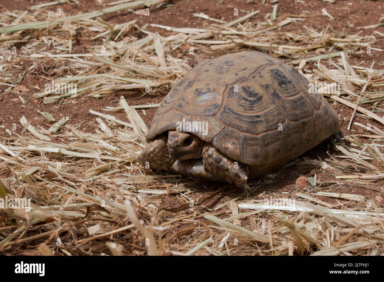 Close up of a Spur-thighed Tortoise or Greek Tortoise (Testudo graeca ...