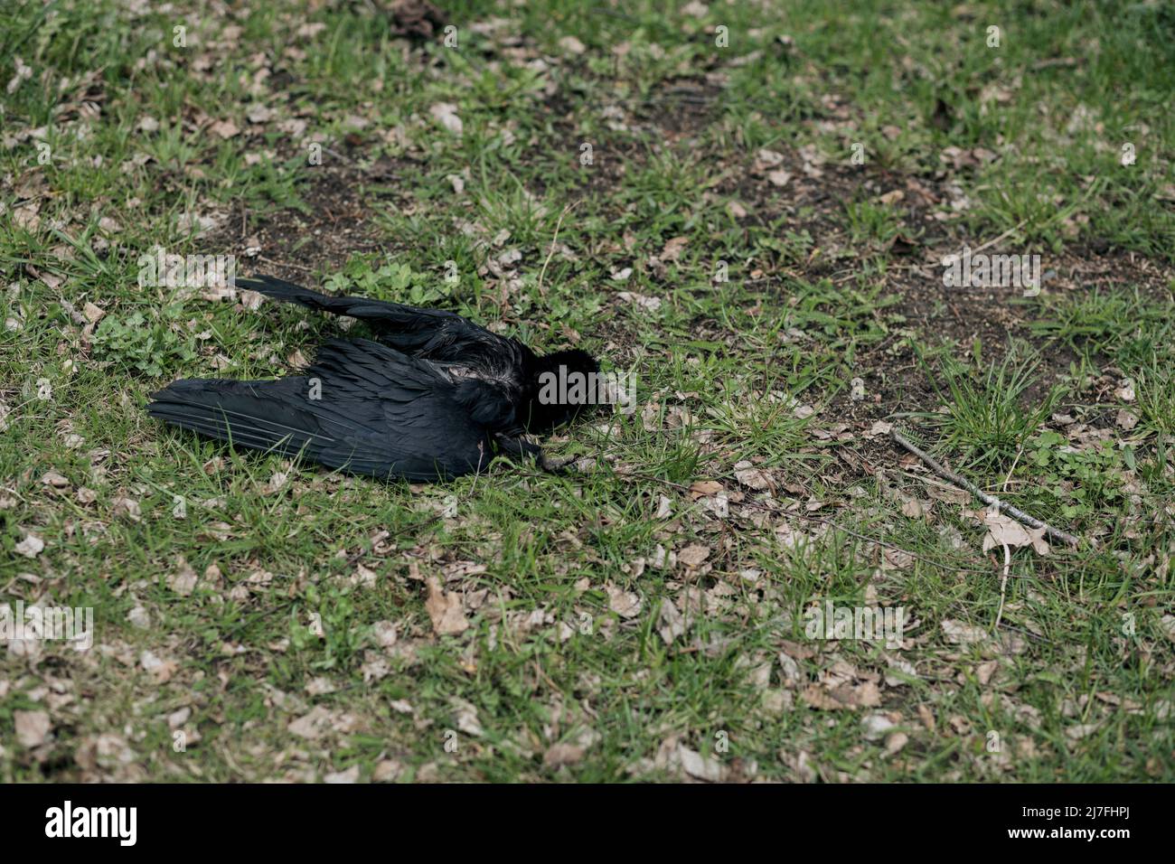 The carcass of a crow. Dead Bird feathers texture. The raven is killed ...