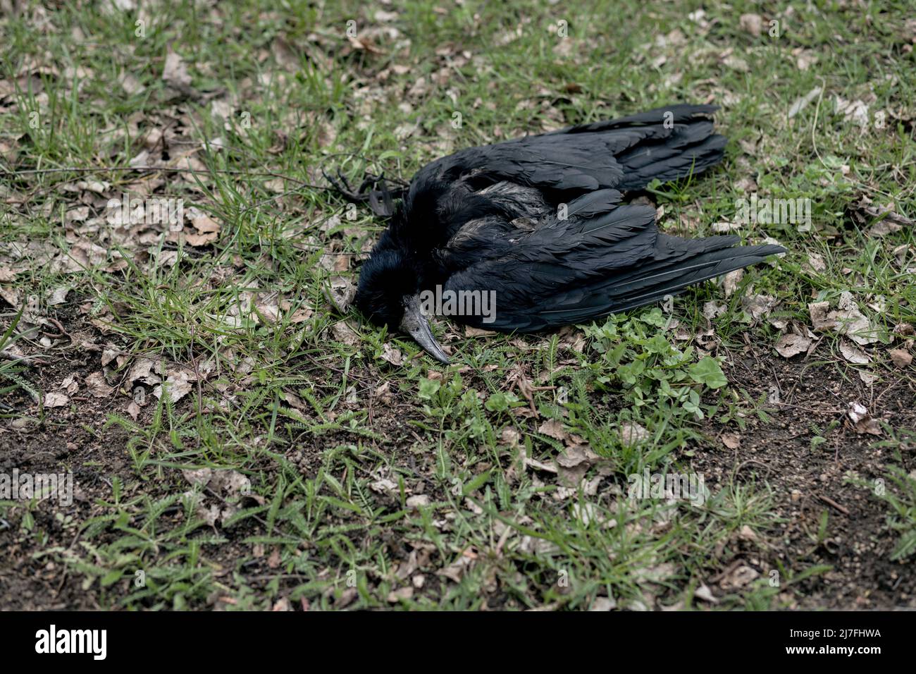 Dead bird crow in grass. Bird flu. Corpse of wild bird. Avian influenza ...