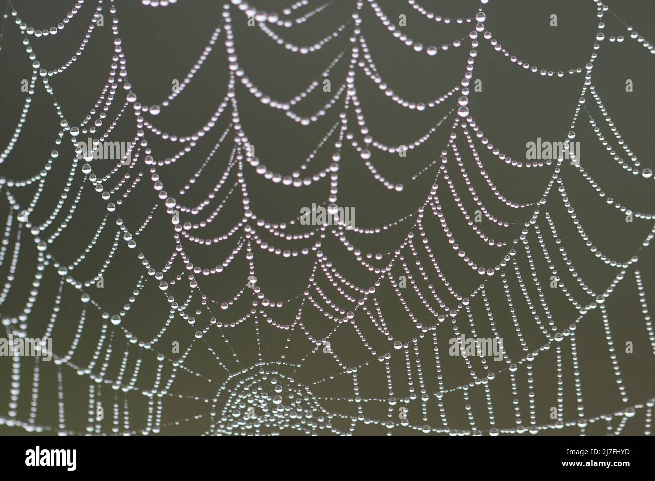 Web strands hi-res stock photography and images - Alamy