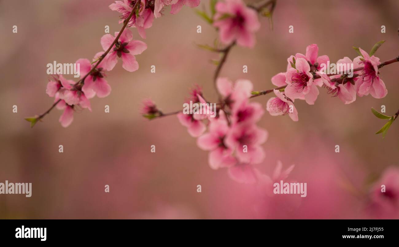 Pink Persimmon Blossoms on trees in a plantation Photographed in Israel ...