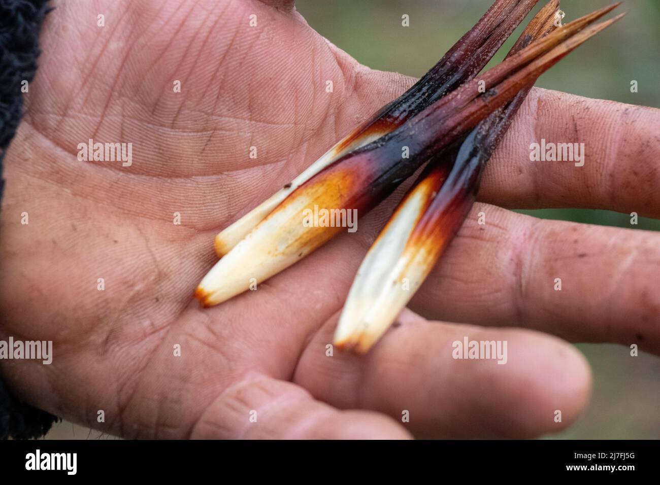 Chupon hi-res stock photography and images - Alamy
