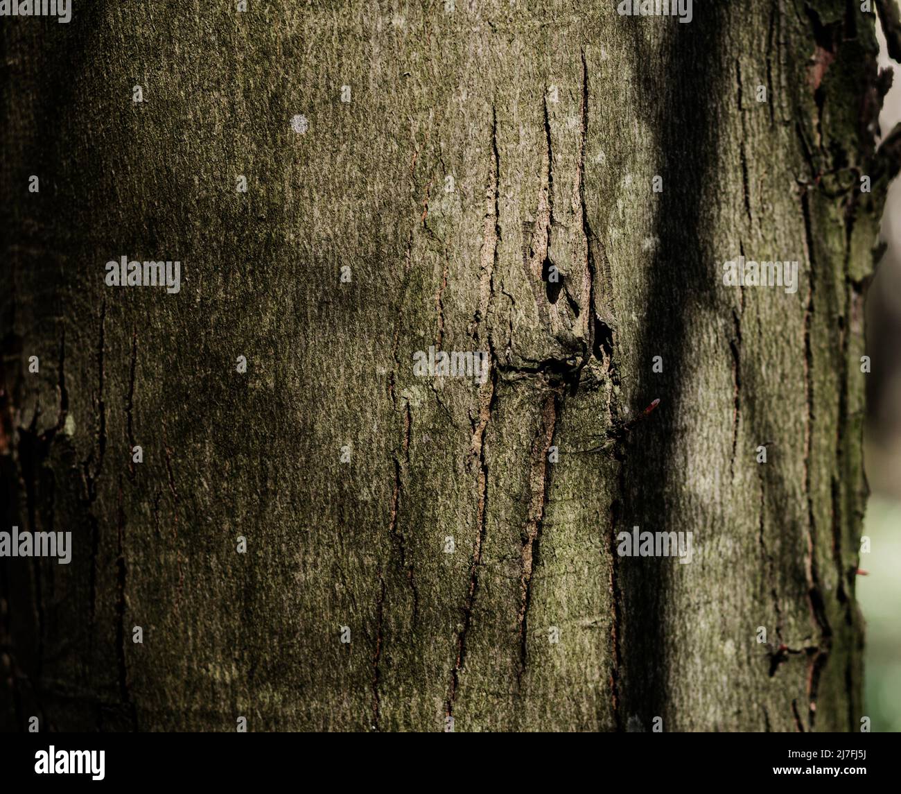 Old Wood Tree Texture Background Pattern. Rustic tree Stock Photo - Alamy