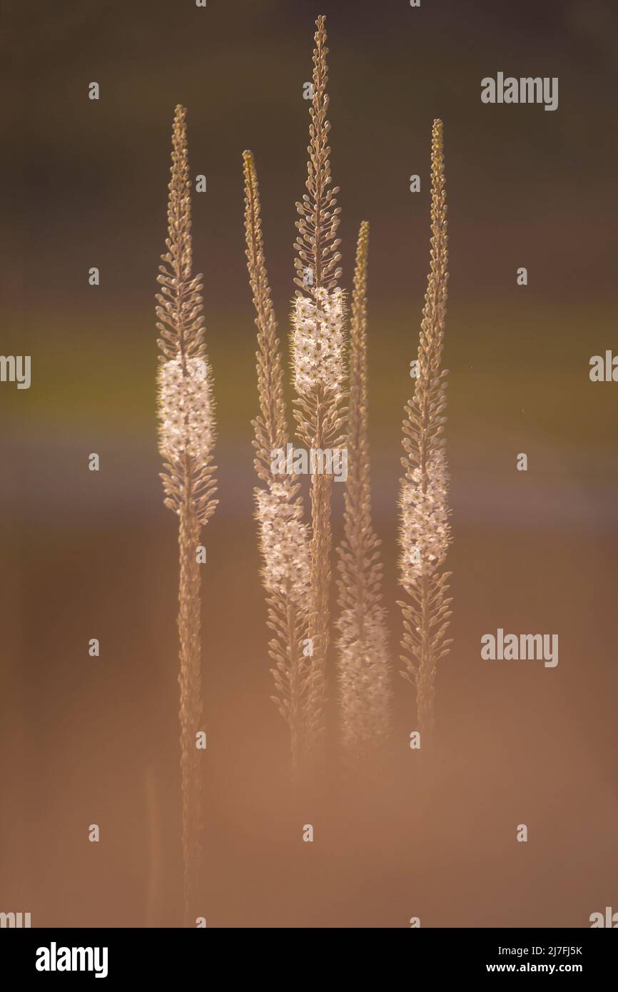 Flowering Sea Squill, (Drimia maritima) Israel, autumn September with a ...