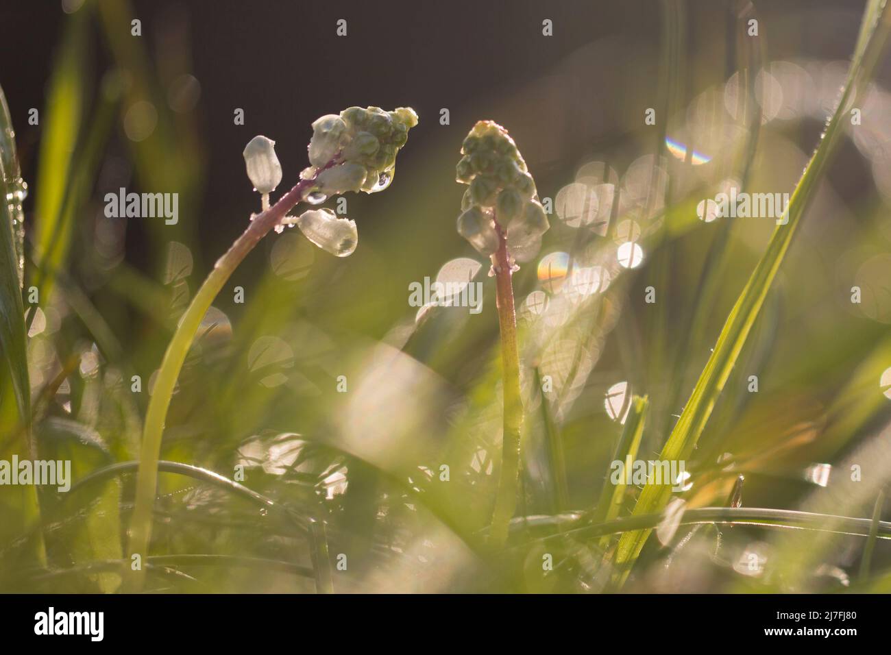 close up of a flowering Common Roman squill (Bellevalia flexuosa ...