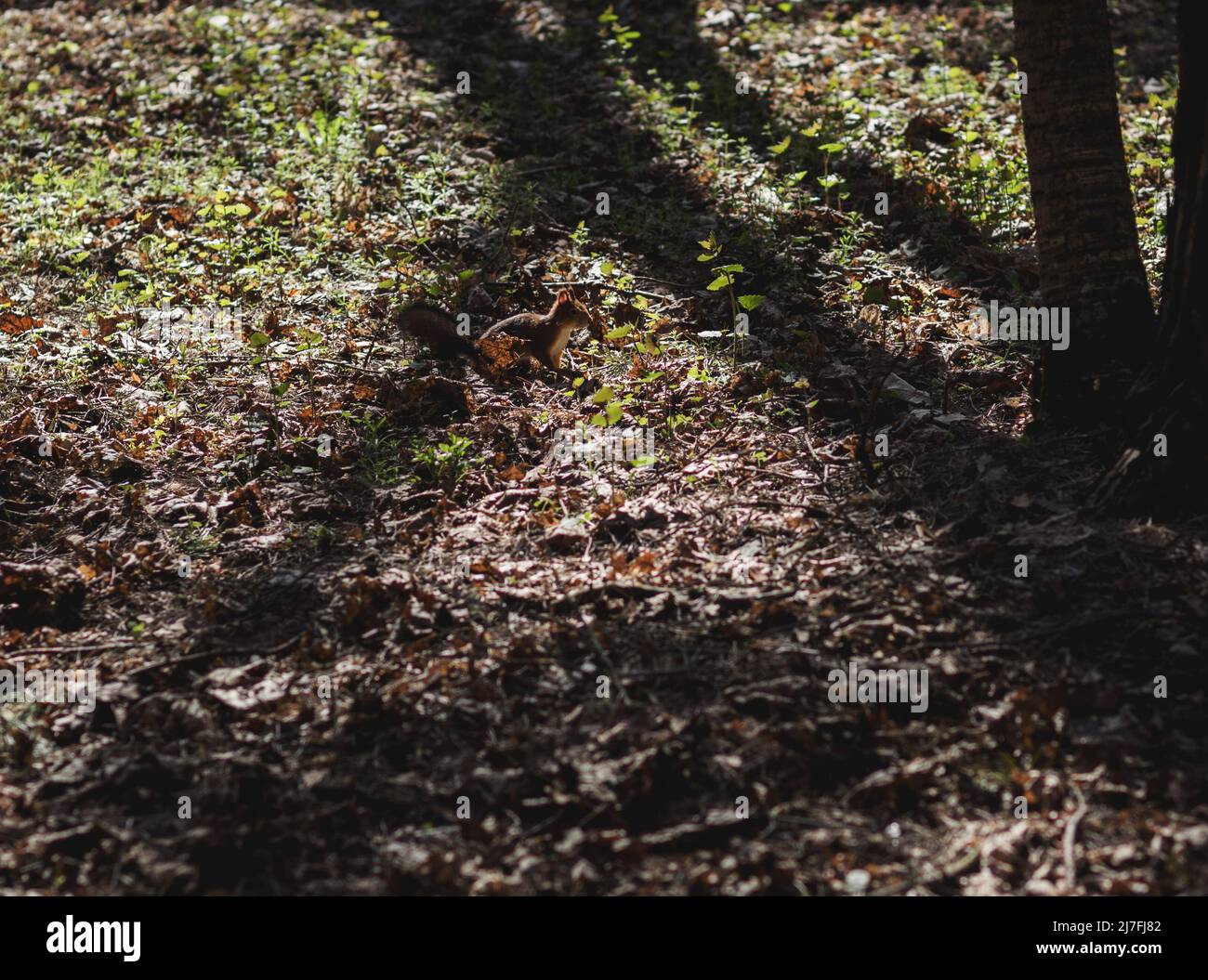 Squirrels, members of the family Sciuridae, a family that includes ...