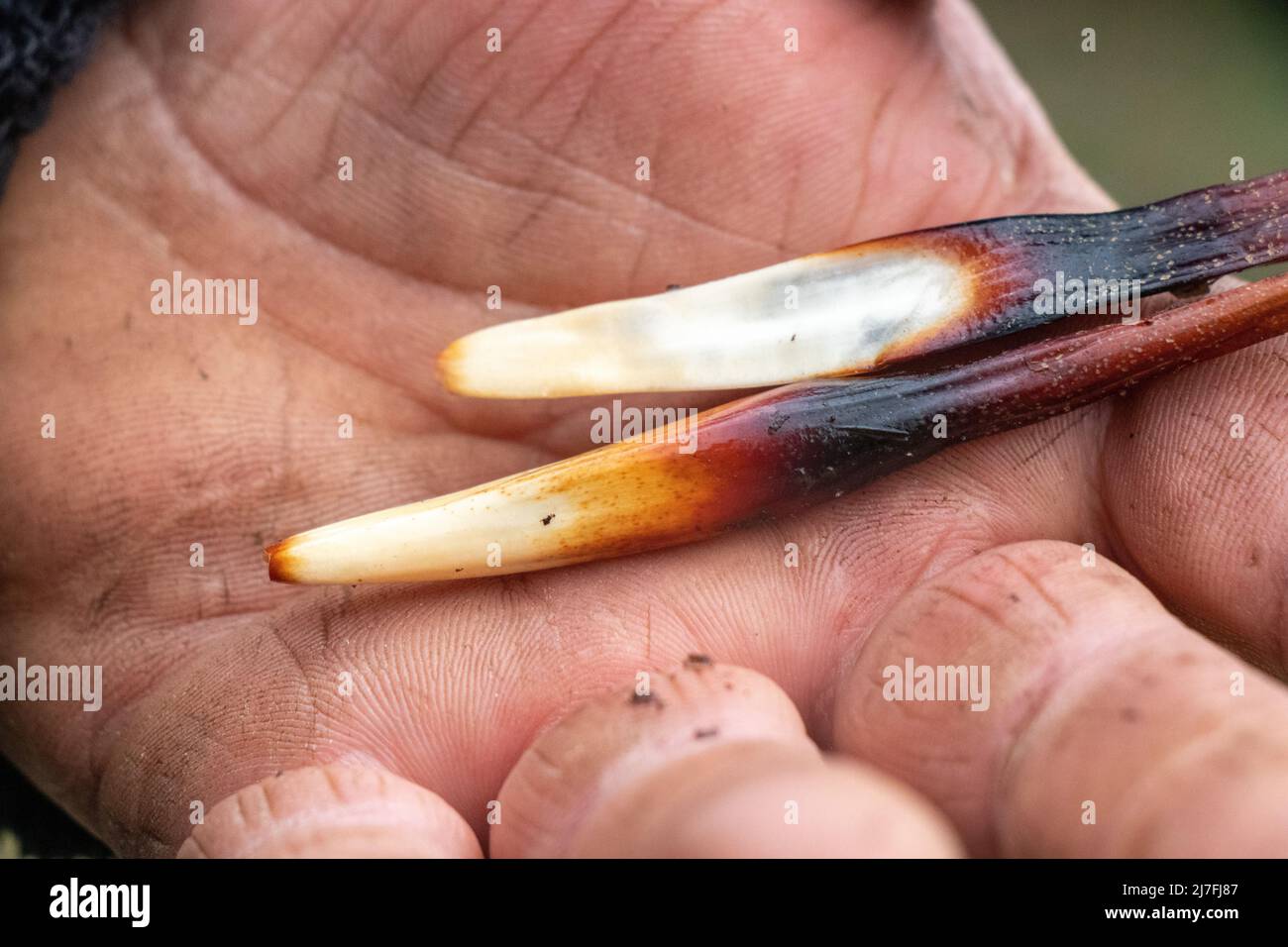 Chupon hi-res stock photography and images - Alamy