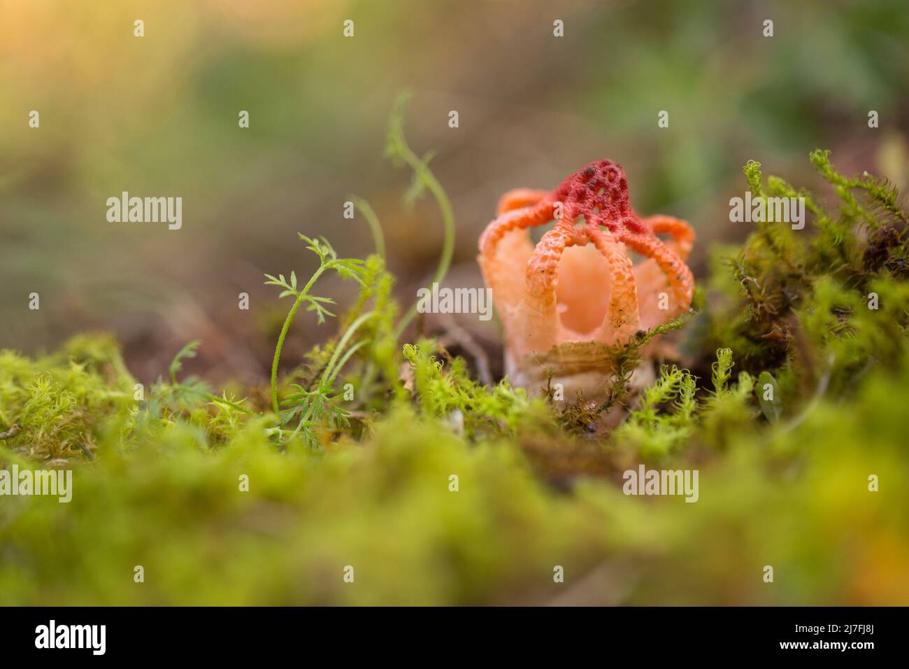 Colus hirudinosus hi-res stock photography and images - Alamy
