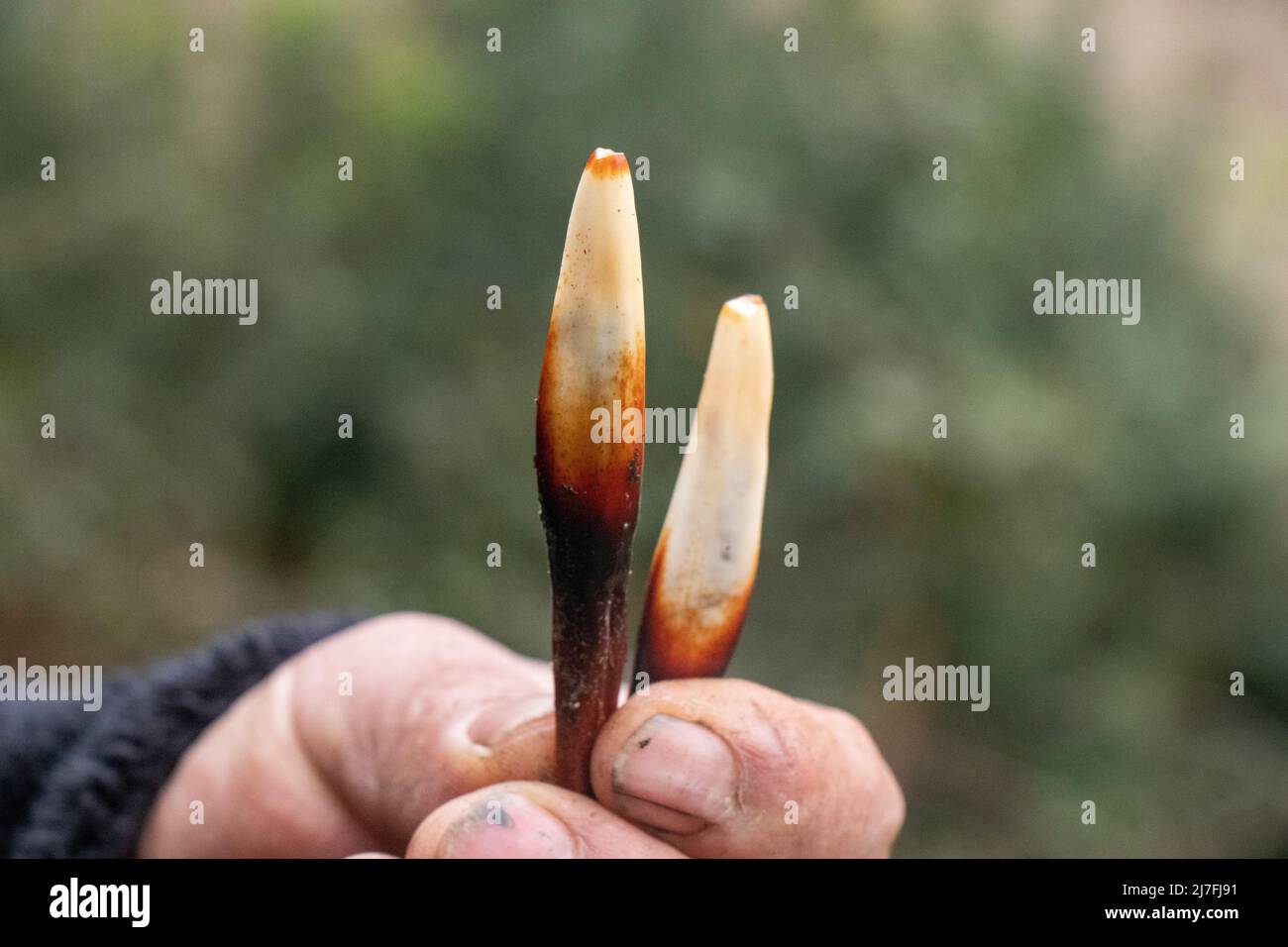 Man holding Chupón fruit Stock Photo - Alamy