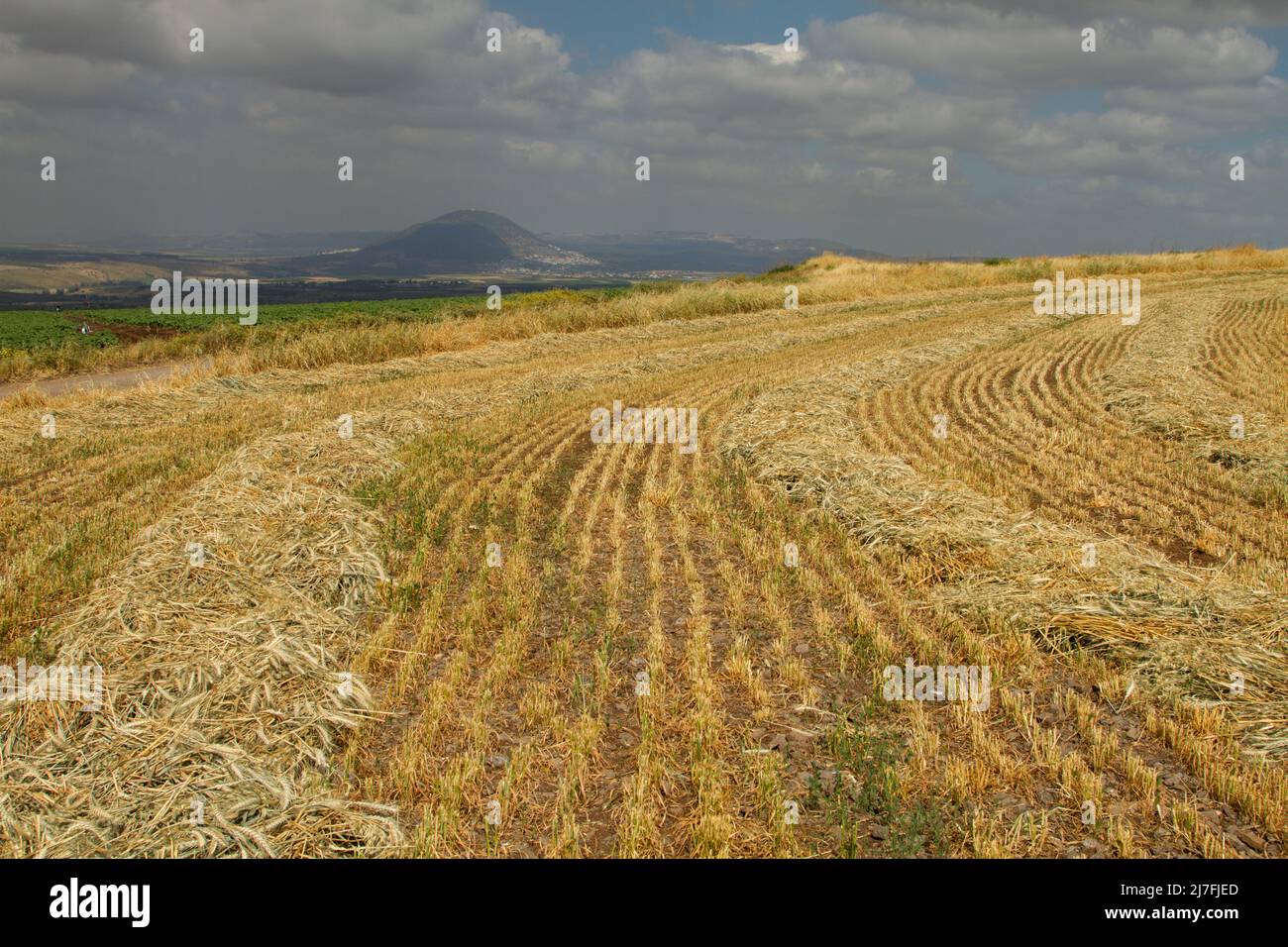 Barley harvesting. Photographed in Israel in April Barley (Hordeum ...