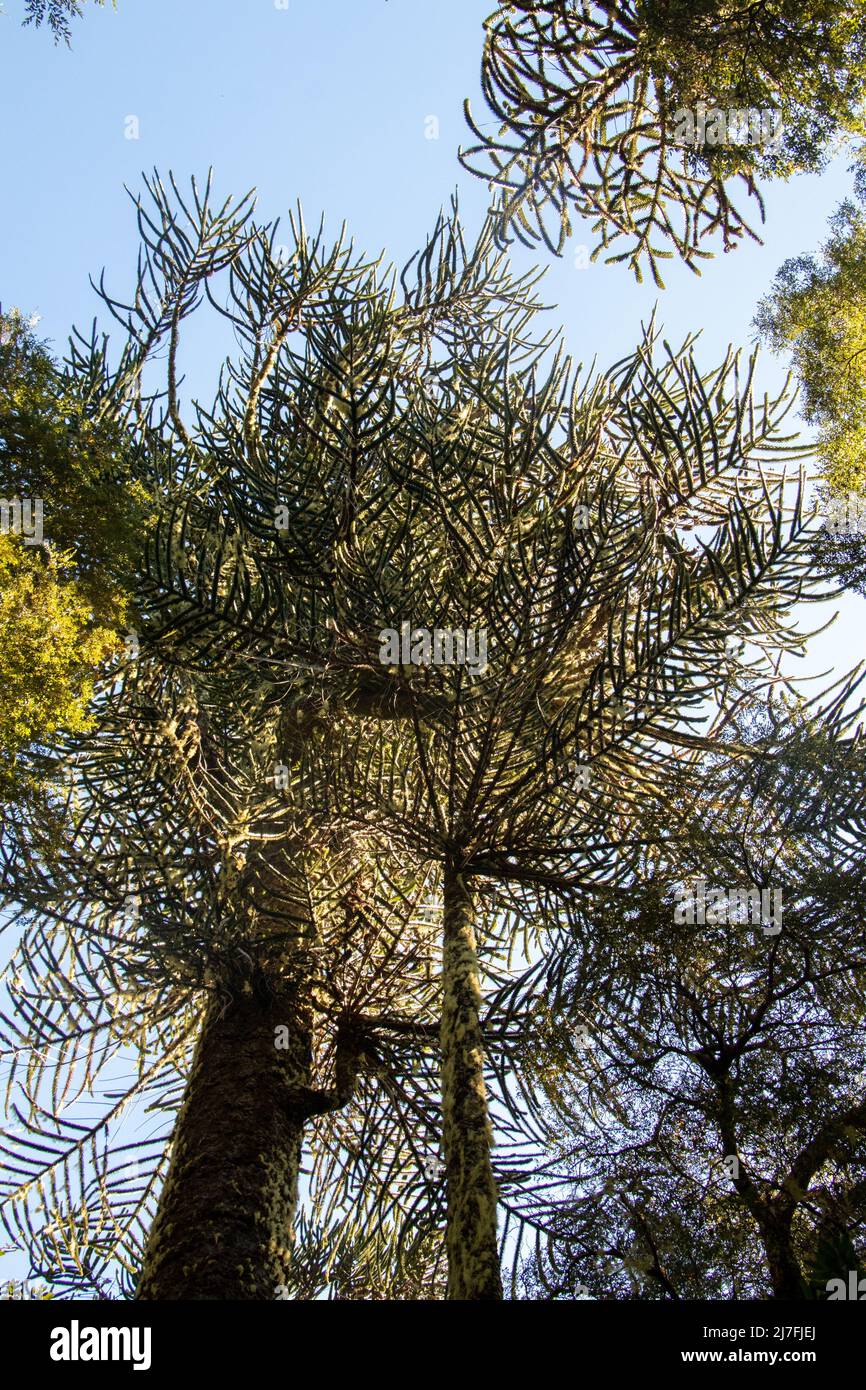 Araucaria trees in Parque Nacional Nahuelbuta, Chile Stock Photo - Alamy