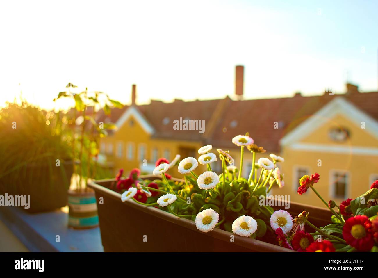 Front garden on the veranda. Flowers in pots with a city on the ...