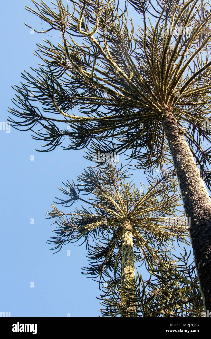 Araucaria trees in Parque Nacional Nahuelbuta, Chile Stock Photo - Alamy