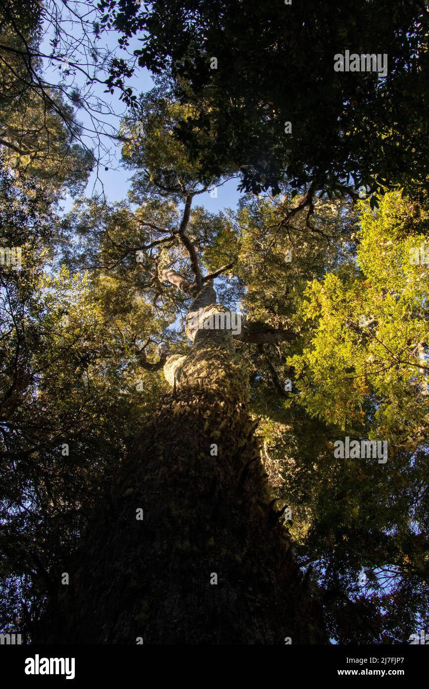 Araucaria trees in Parque Nacional Nahuelbuta, Chile Stock Photo - Alamy