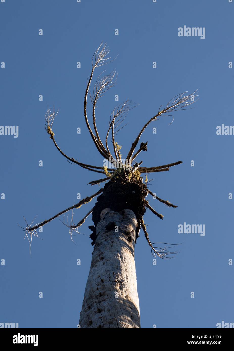 Araucaria trees in Parque Nacional Nahuelbuta, Chile Stock Photo - Alamy