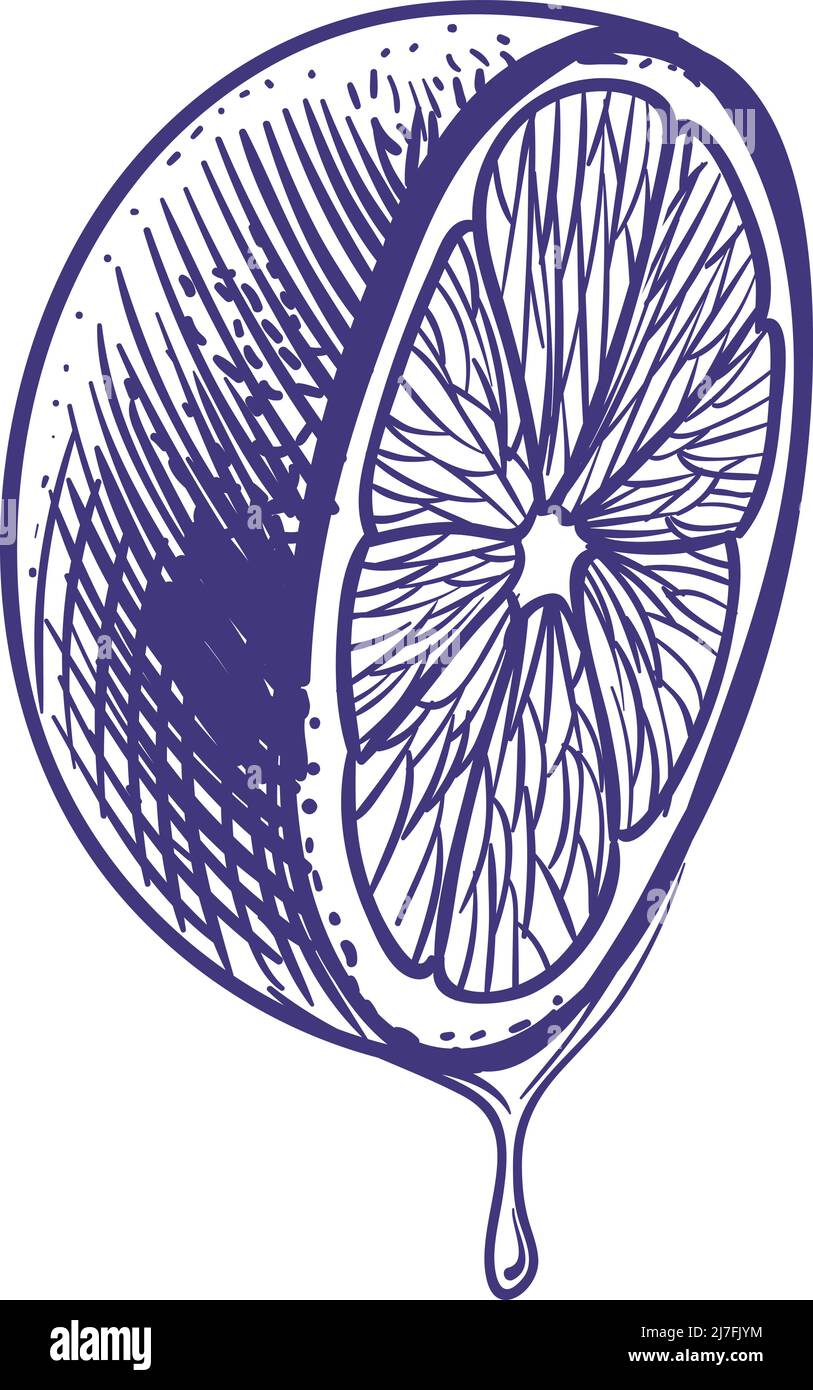 Ripe citrus sketch. Lemon with dripping juice engraving Stock Vector ...