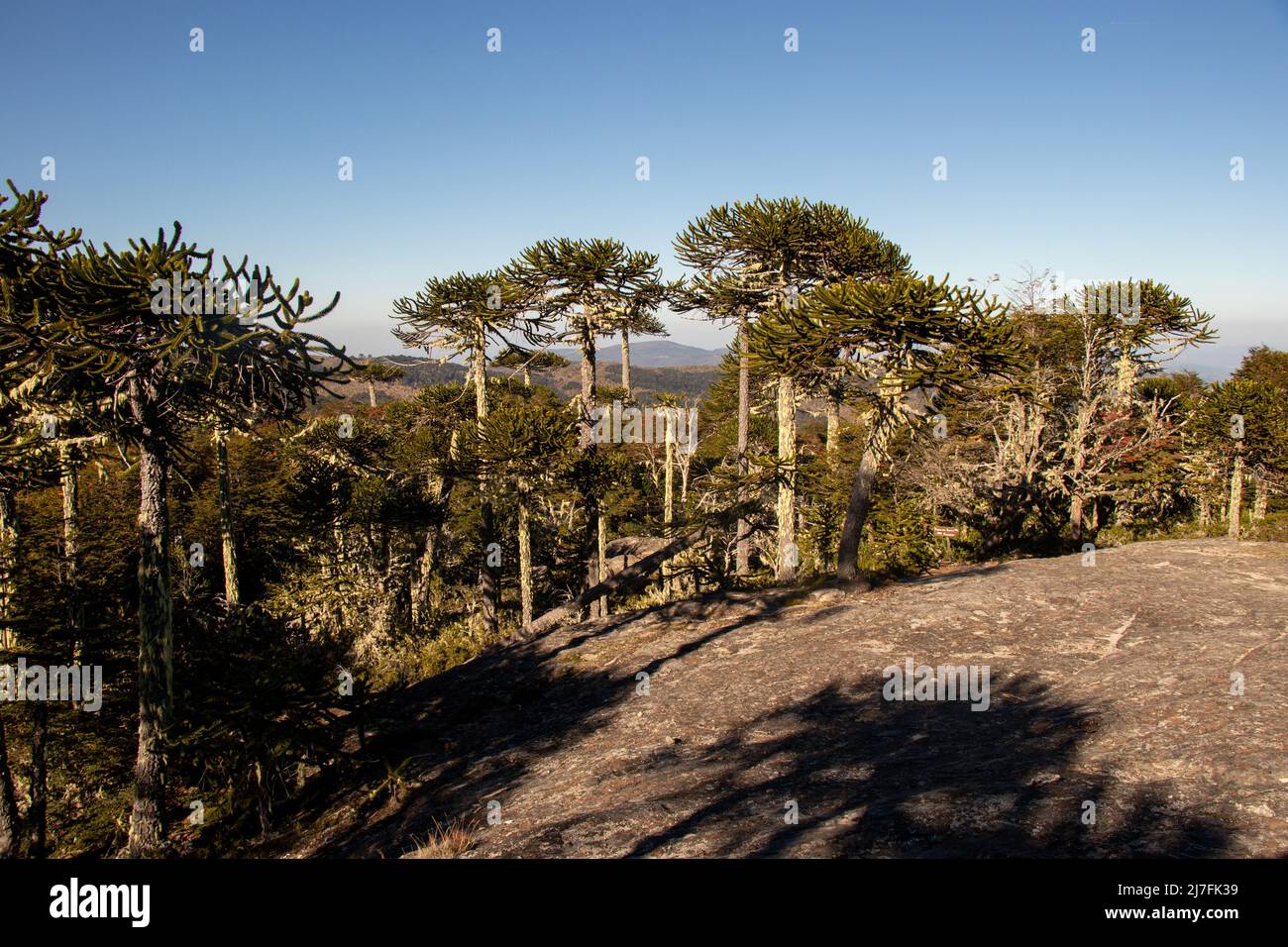 Parque nacional nahuelbuta hi-res stock photography and images - Alamy