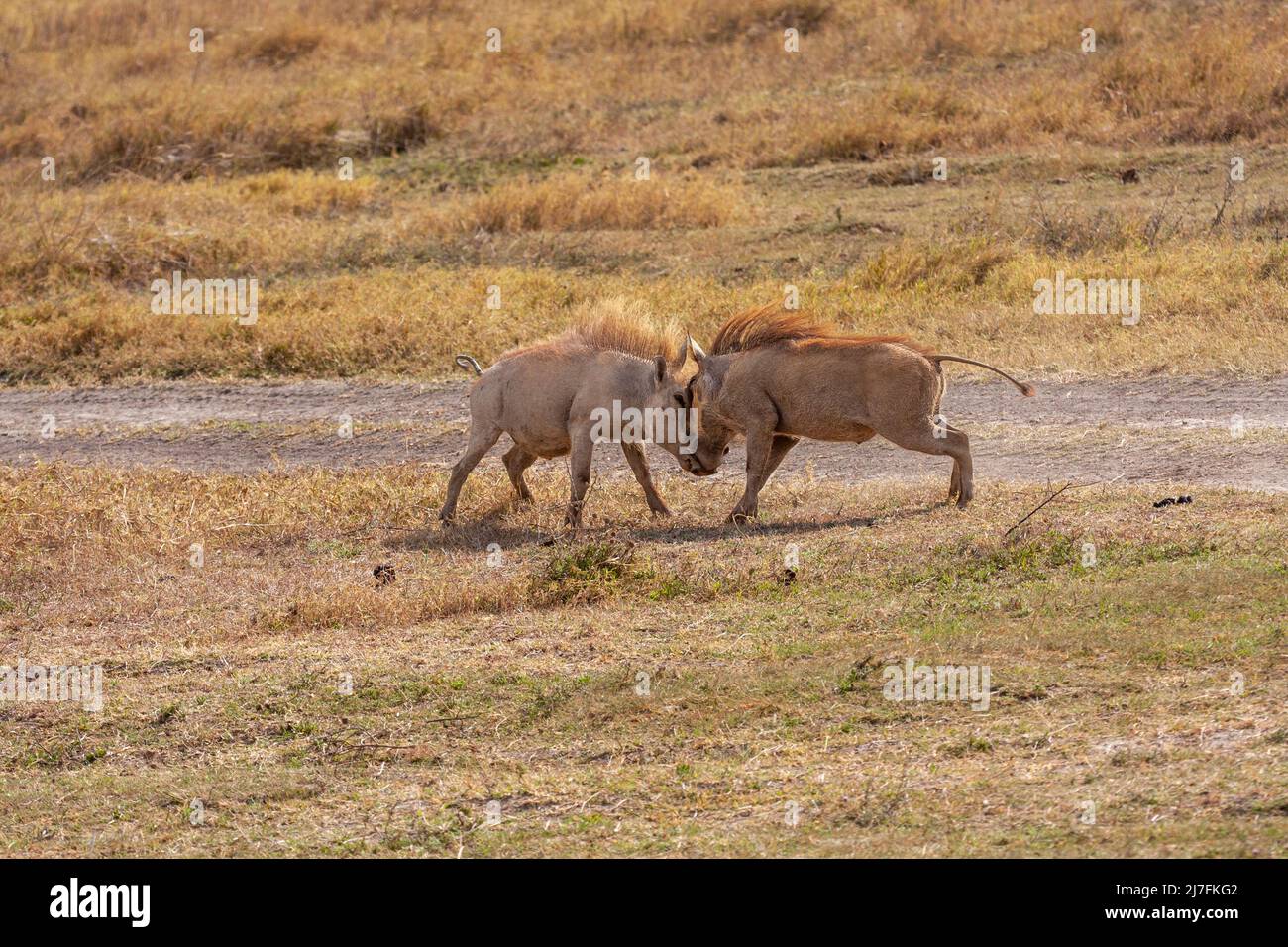 two male Warthogs (Phacochoerus africanus) fighting. Photographed in ...