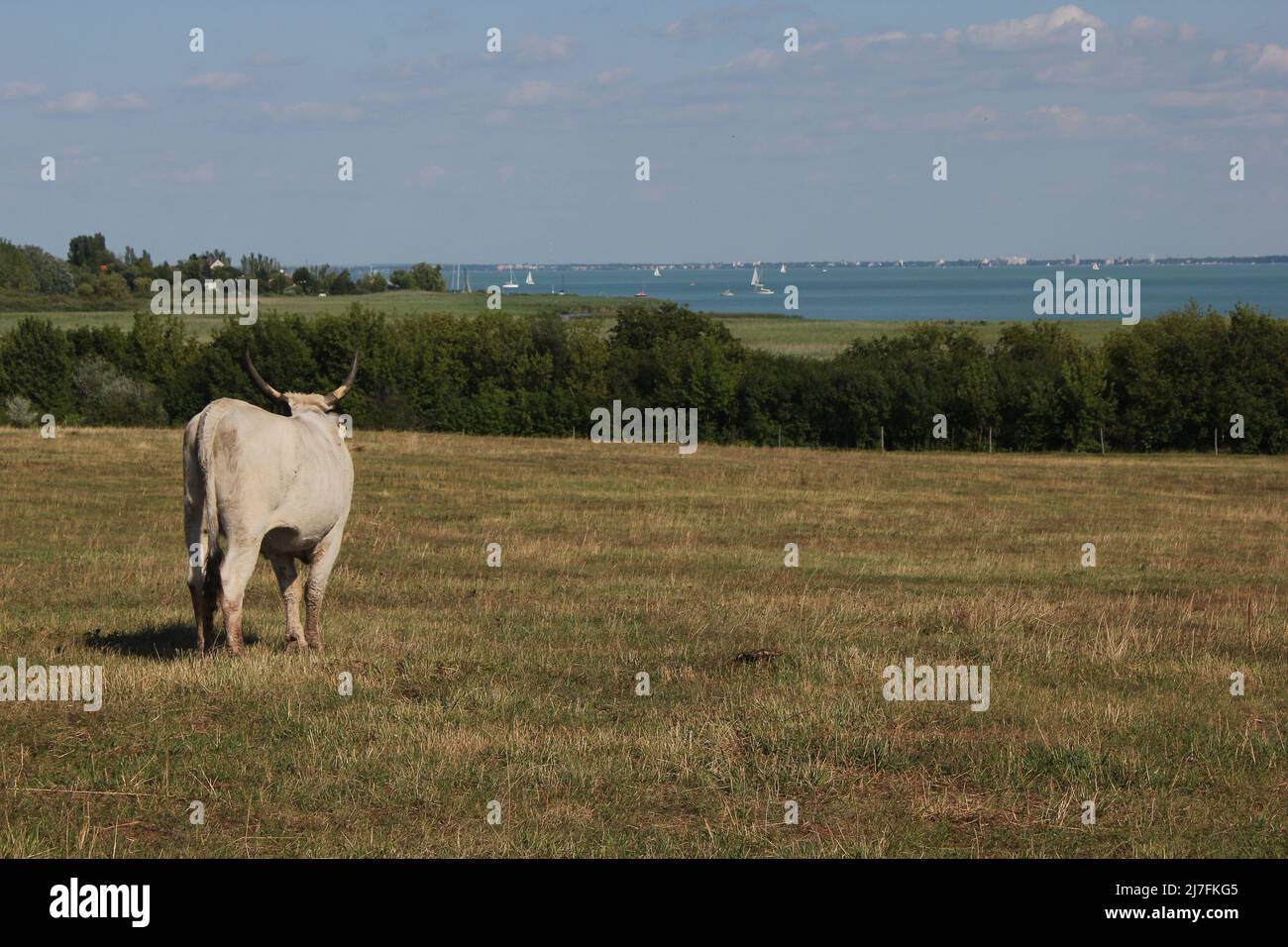 Hungarian bull showing back and tail at Lake Balaton Stock Photo - Alamy
