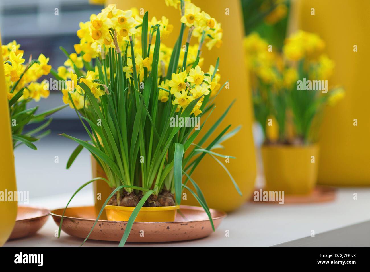 Daffodil decorations hi-res stock photography and images - Alamy