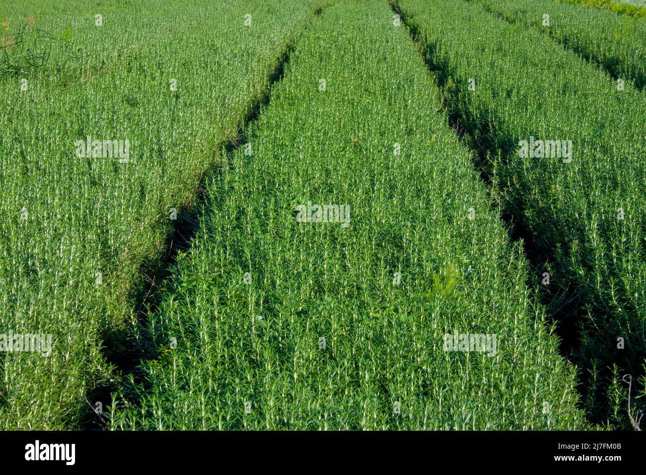 Plants rosmarinus hi-res stock photography and images - Alamy