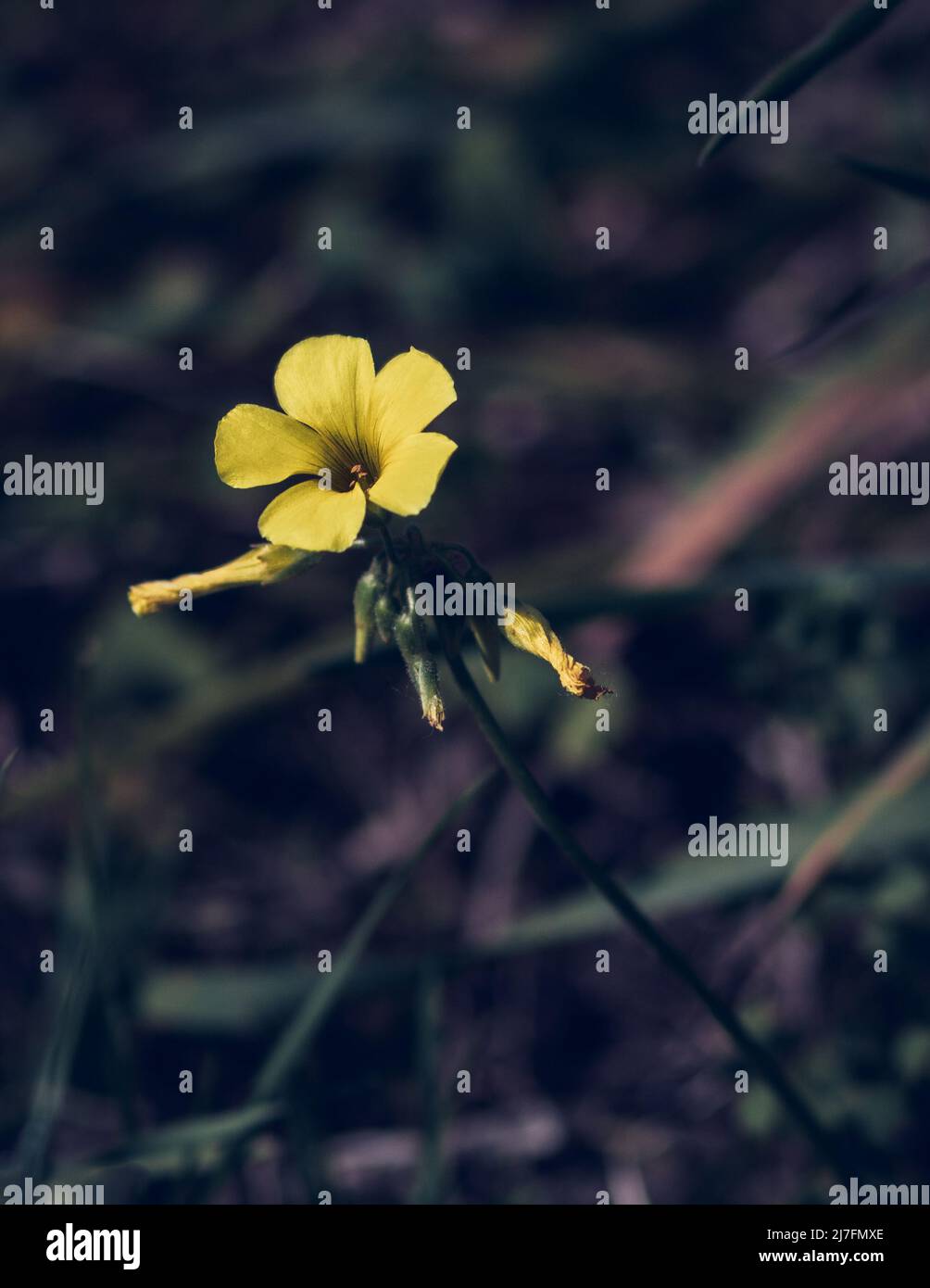 Close-up of one yellow Oxalis pes-capra flower, also known as sourgrass ...