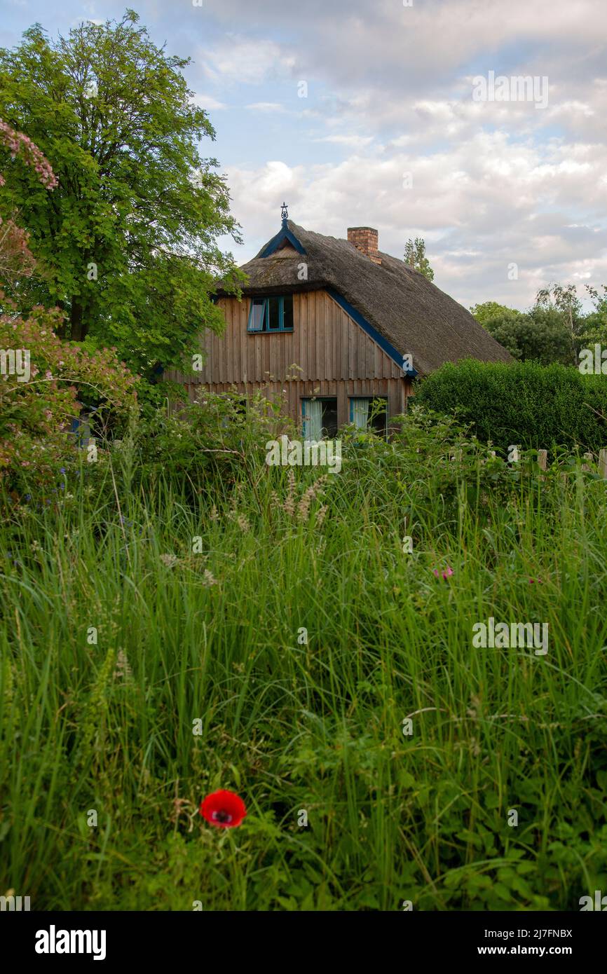 Traditional wooden house with reed hatched roof in nature overgrown ...