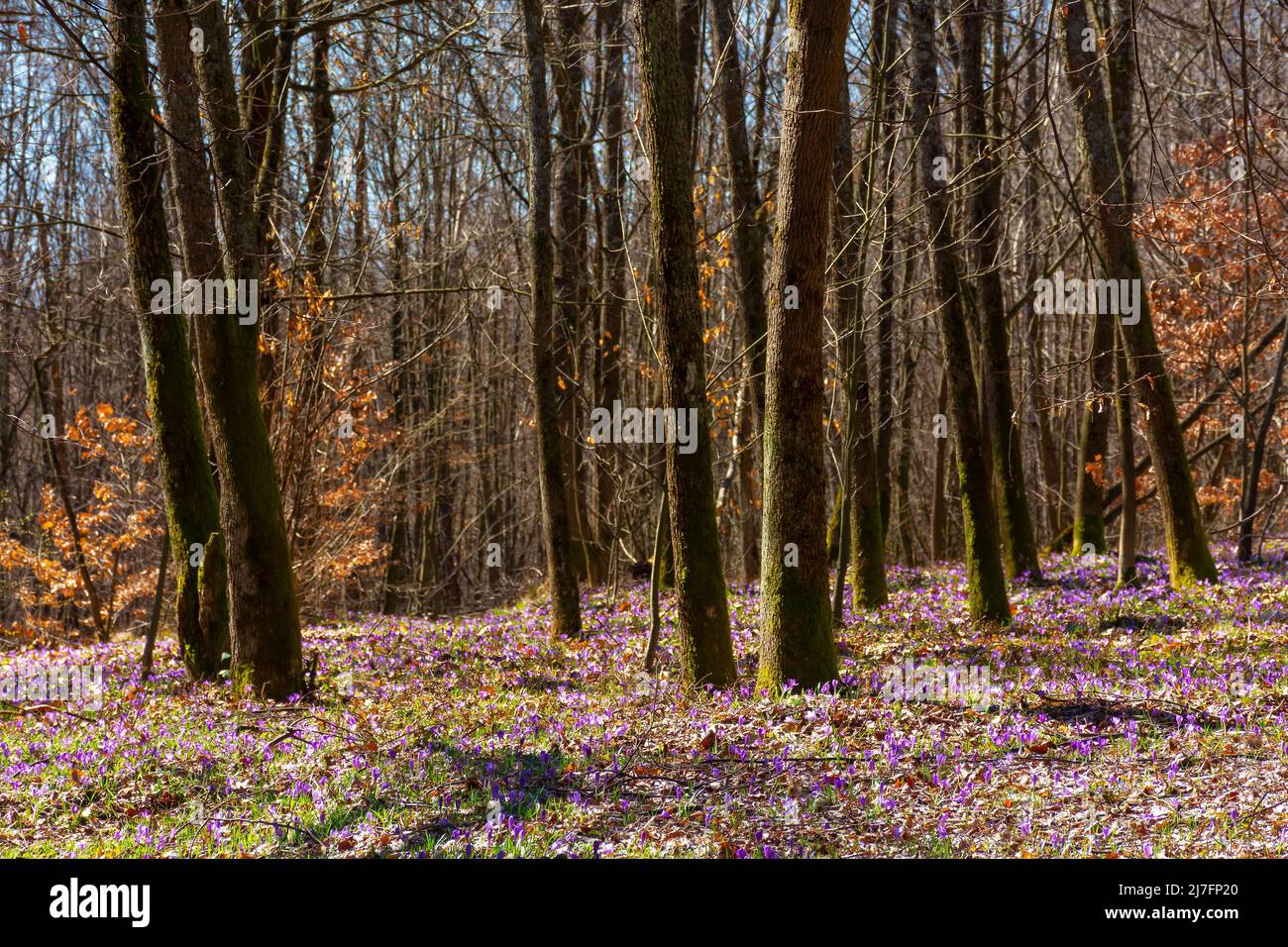 Purple crocus field blue hi-res stock photography and images - Alamy