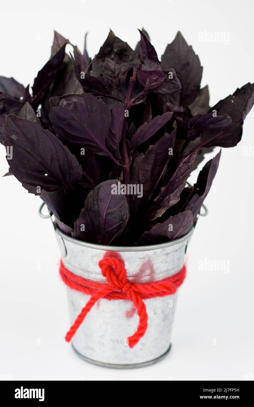 Fragrant basil branches are in a small iron bucket Stock Photo - Alamy