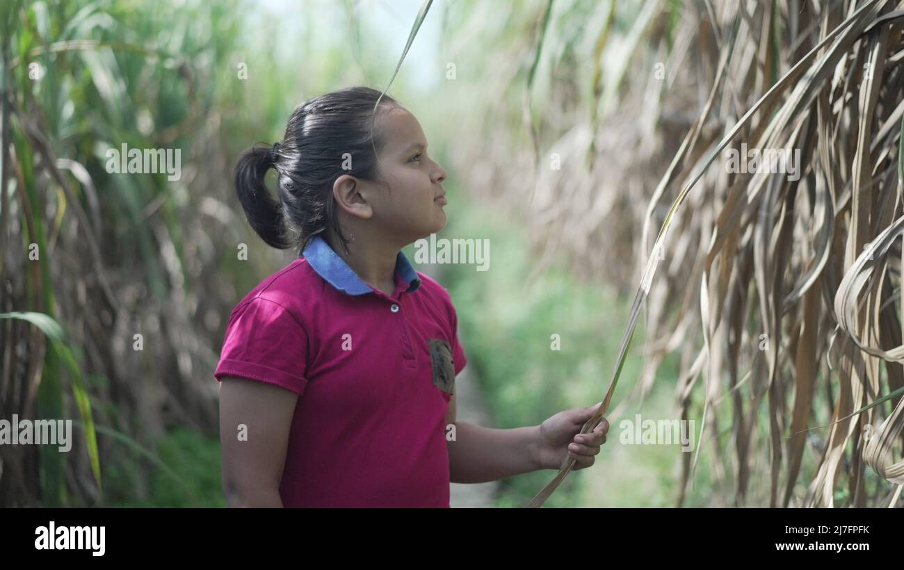 Indian grass field hi-res stock photography and images - Alamy