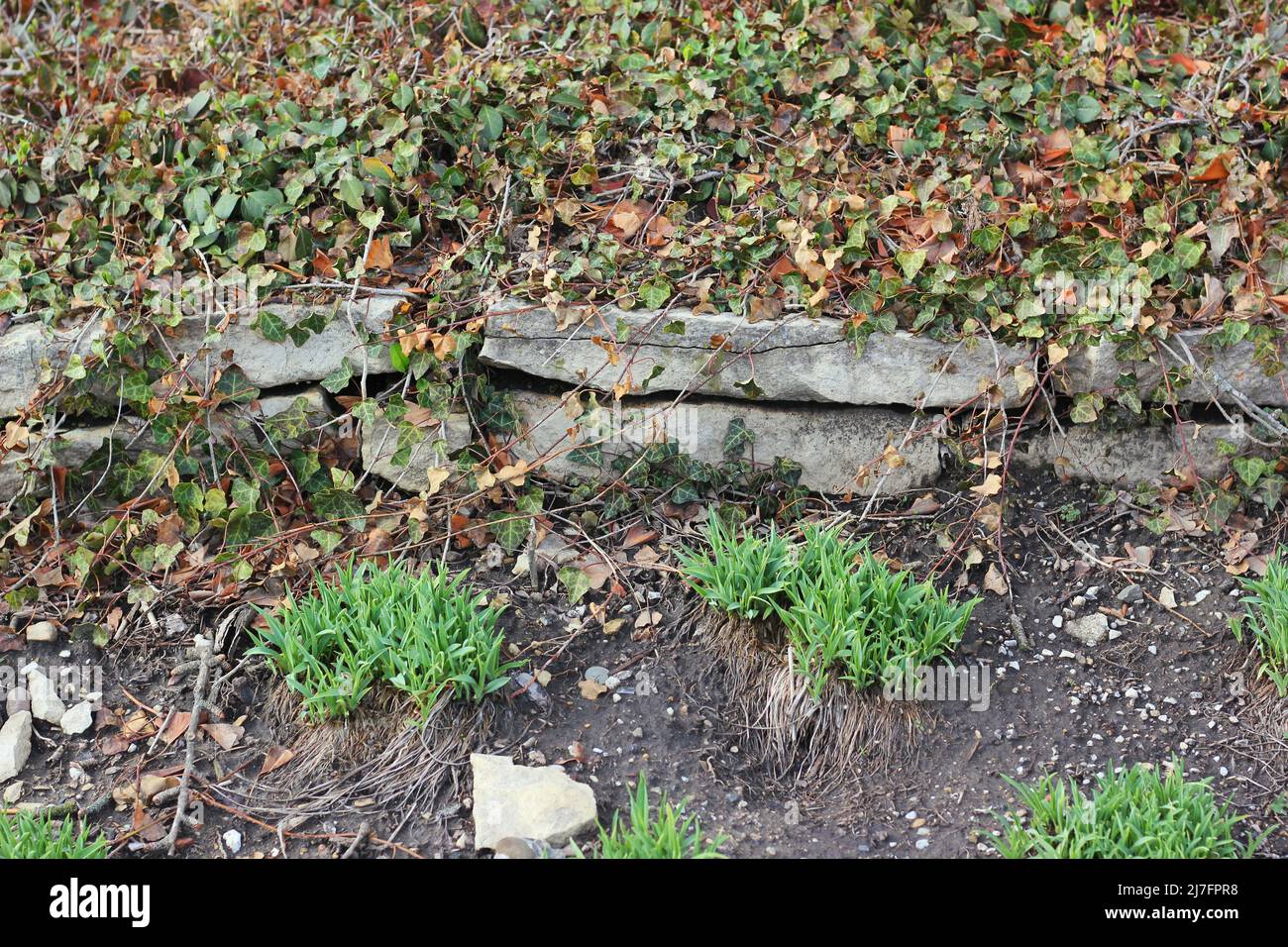 Old stone wall falling apart in the spring garden Stock Photo - Alamy