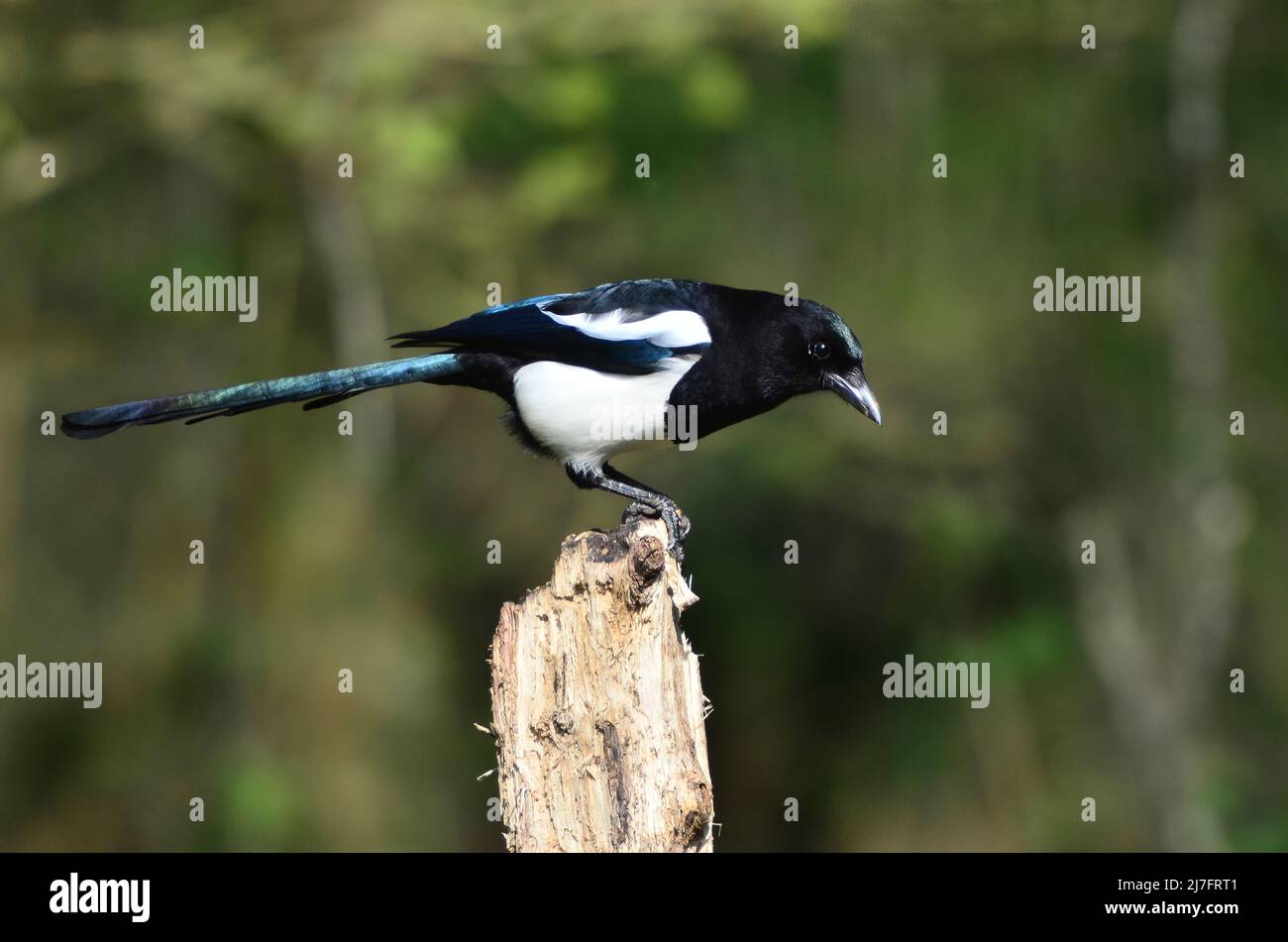 Common magpie in breeding condition perched in spring Stock Photo - Alamy
