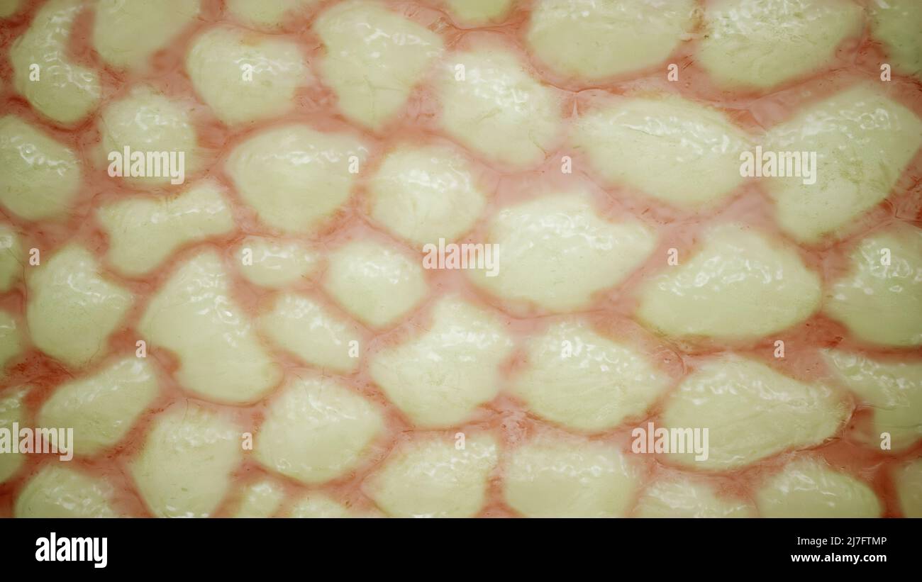 Fat tissue close up -- 3D Rendering Stock Photo - Alamy