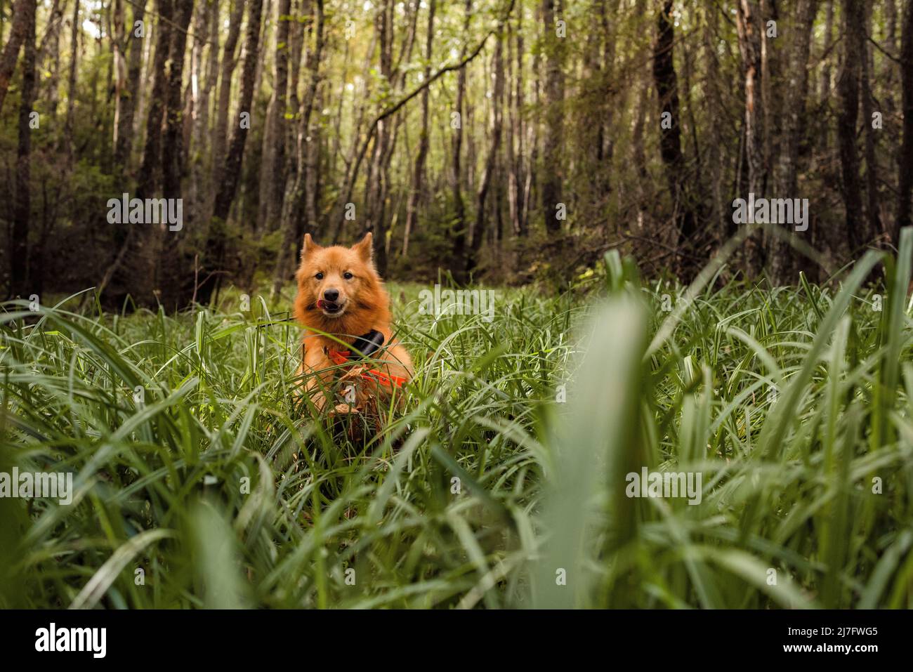 Dog running through grass Stock Photo - Alamy