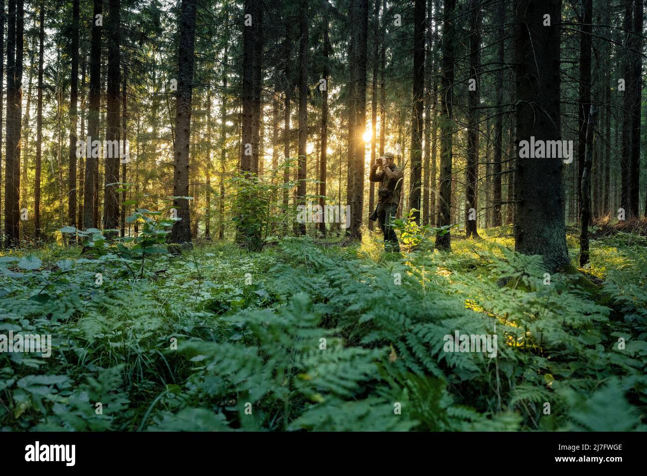 Hunter in forest Stock Photo - Alamy