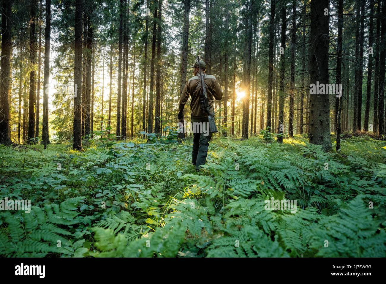 Hunter walking through forest Stock Photo - Alamy