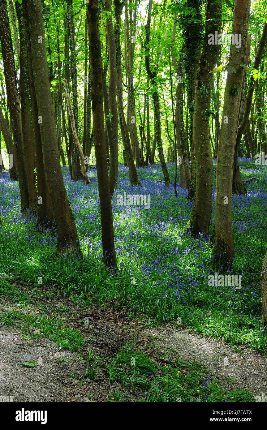 Puddletown forest hi-res stock photography and images - Alamy
